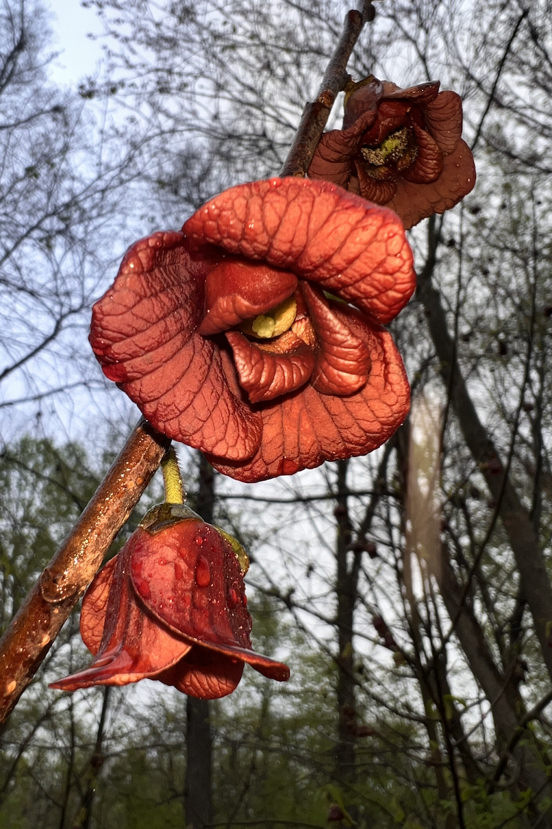 Paw Paw Parade – Grassroots Literary Magazine