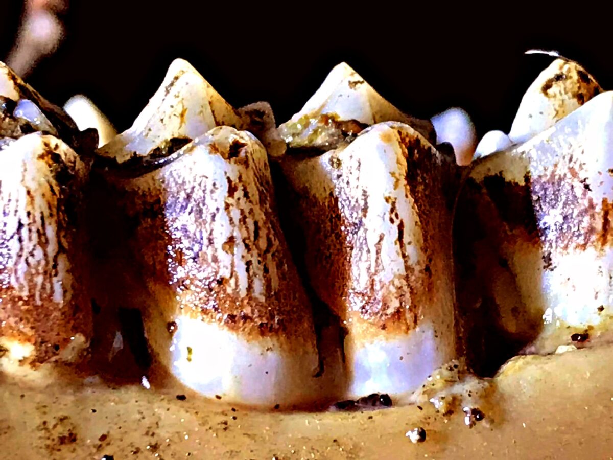 Teeth Mountain – Grassroots Literary Magazine